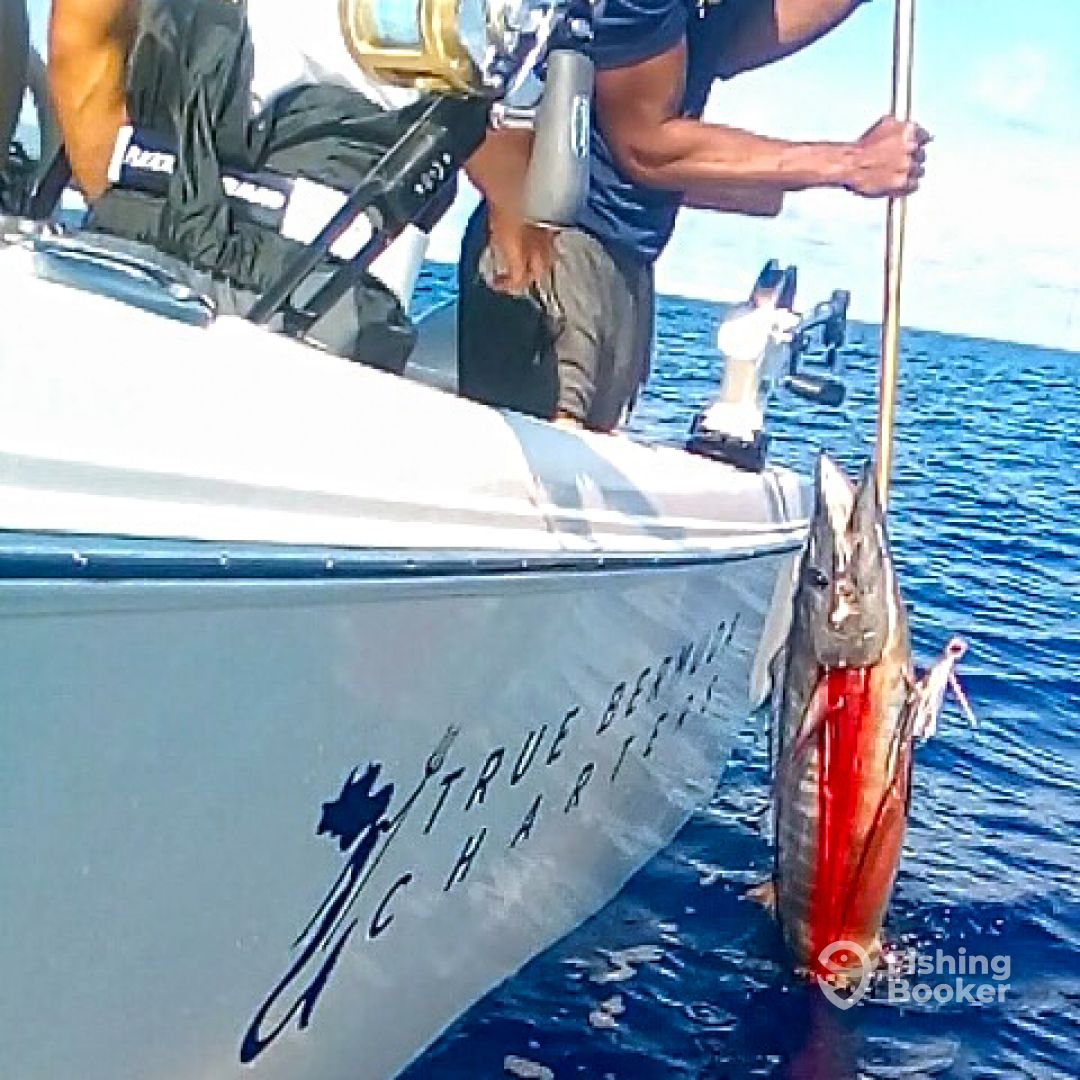 Tuna (Yellowfin) Fishing in Bermuda - FishingBooker
