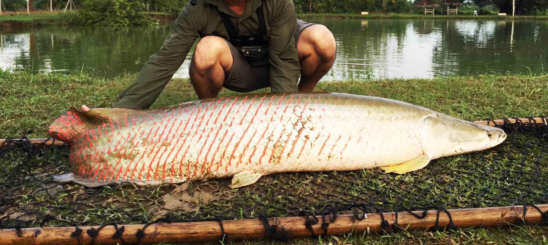 Arapaima Fishing in Thailand - FishingBooker