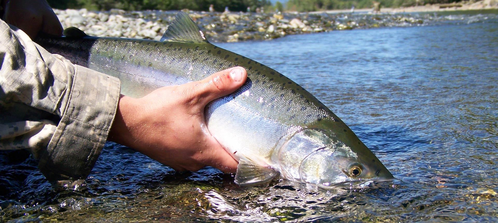 Pink Salmon Fishing in Whidbey Island - FishingBooker