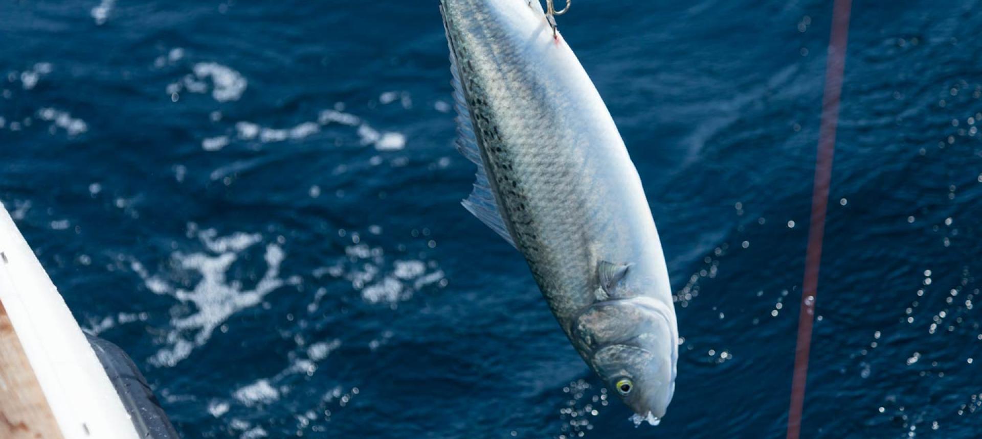 Kahawai Fishing in New Zealand - FishingBooker