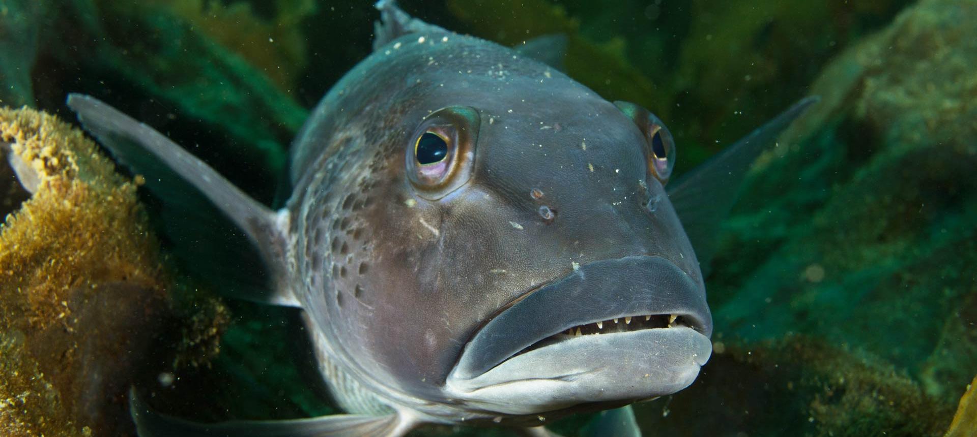 Blue Cod Fishing in Wellington - FishingBooker