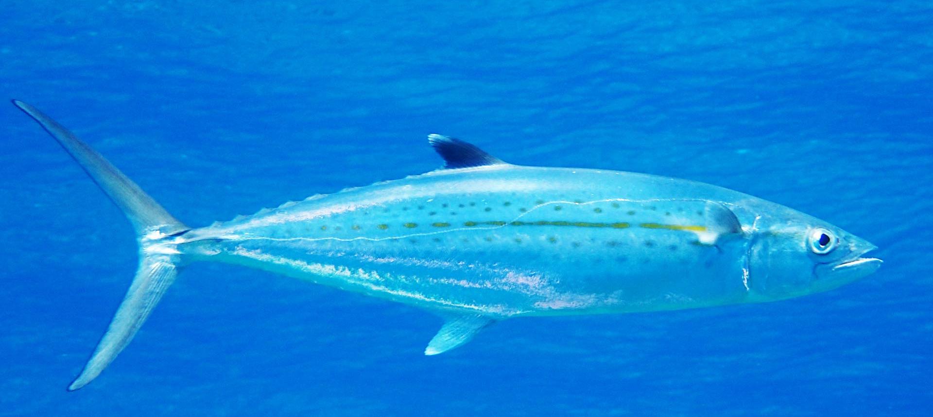 Cero Mackerel Fishing in Trinidad and Tobago - FishingBooker