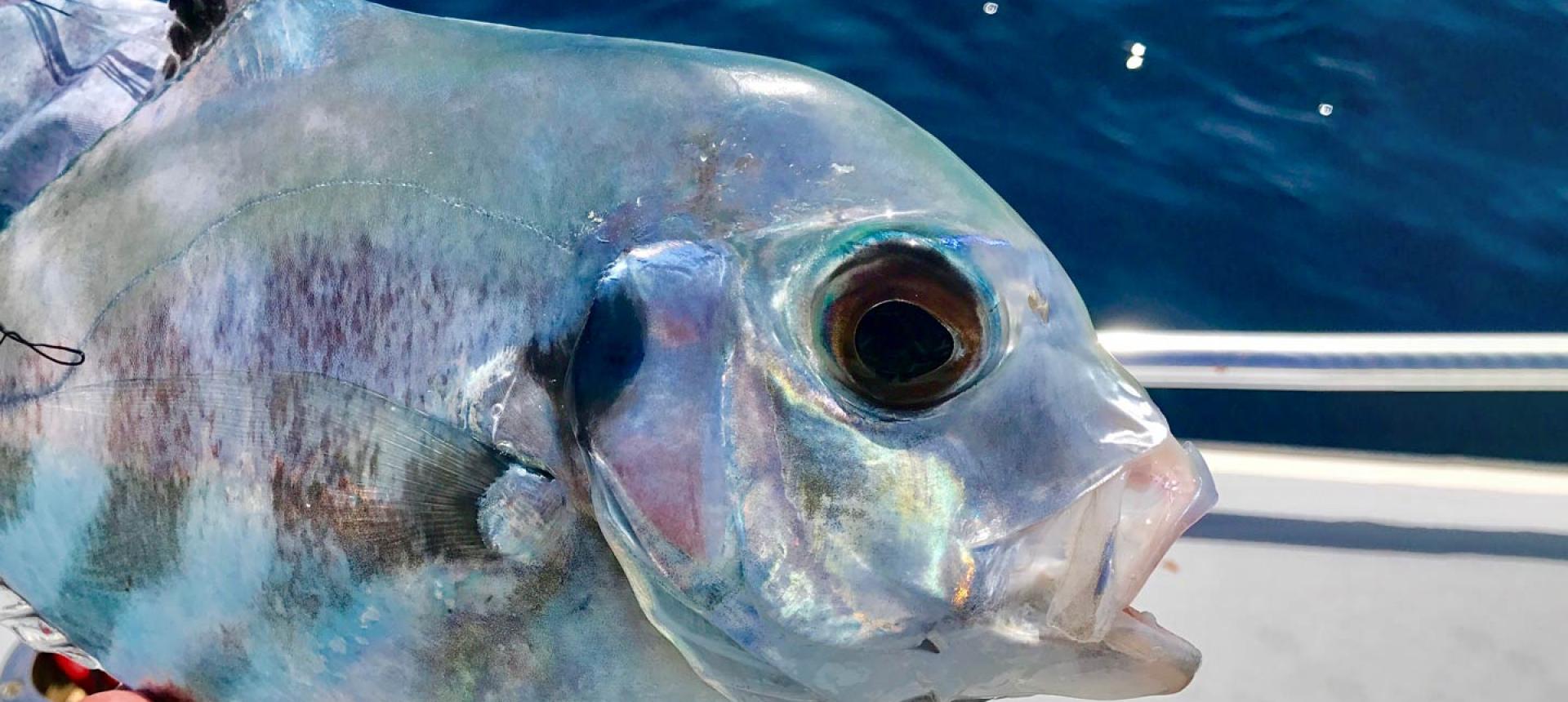 African Pompano Jack Fishing in Panamá - FishingBooker