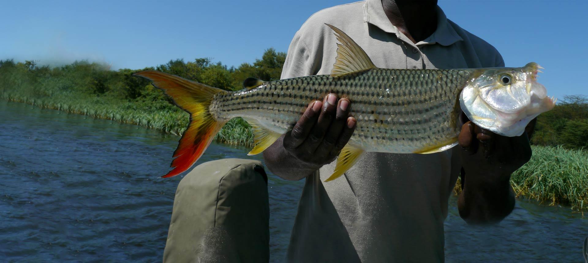 Tigerfish Fishing in Tanzania - FishingBooker