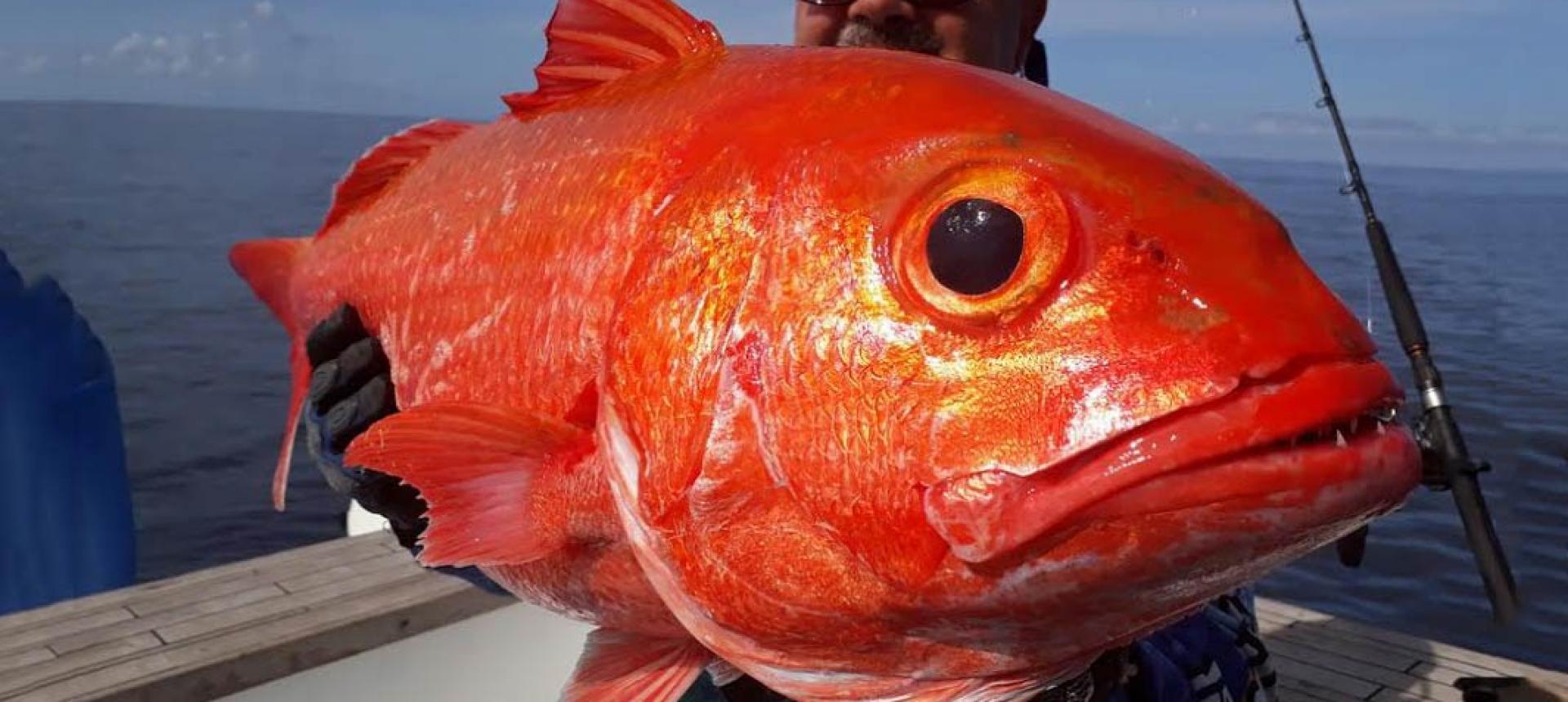 Short-Tail Red Snapper (Ehu) Fishing in Hawaii, HI - FishingBooker