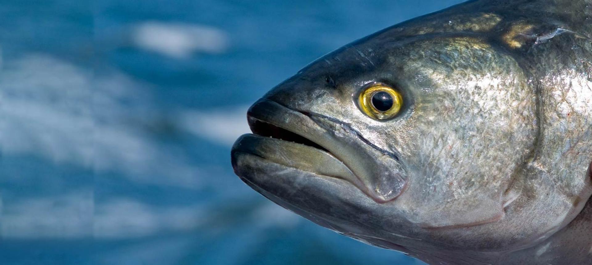 Bluefish Fishing in Pine Island - FishingBooker