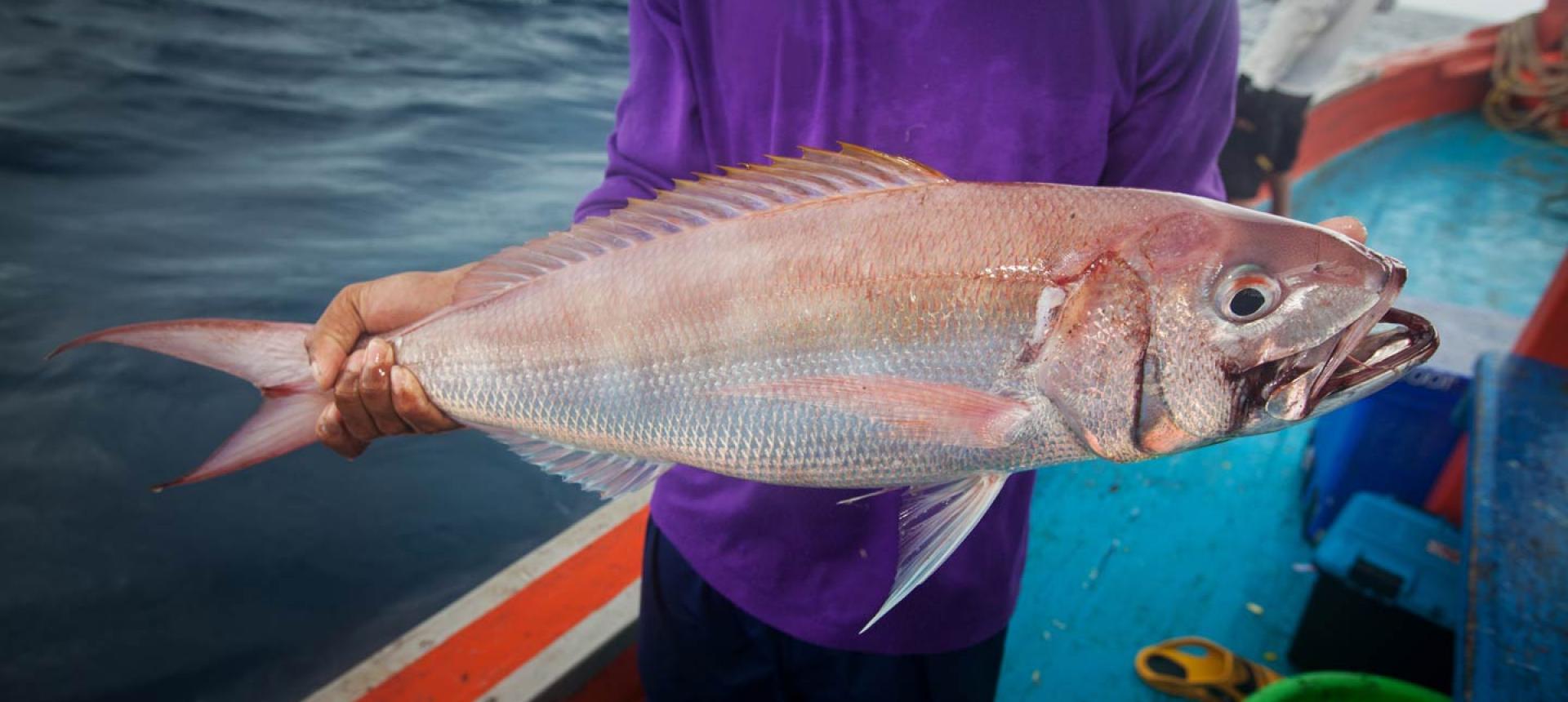 Rusty Jobfish Fishing in Seychelles - FishingBooker