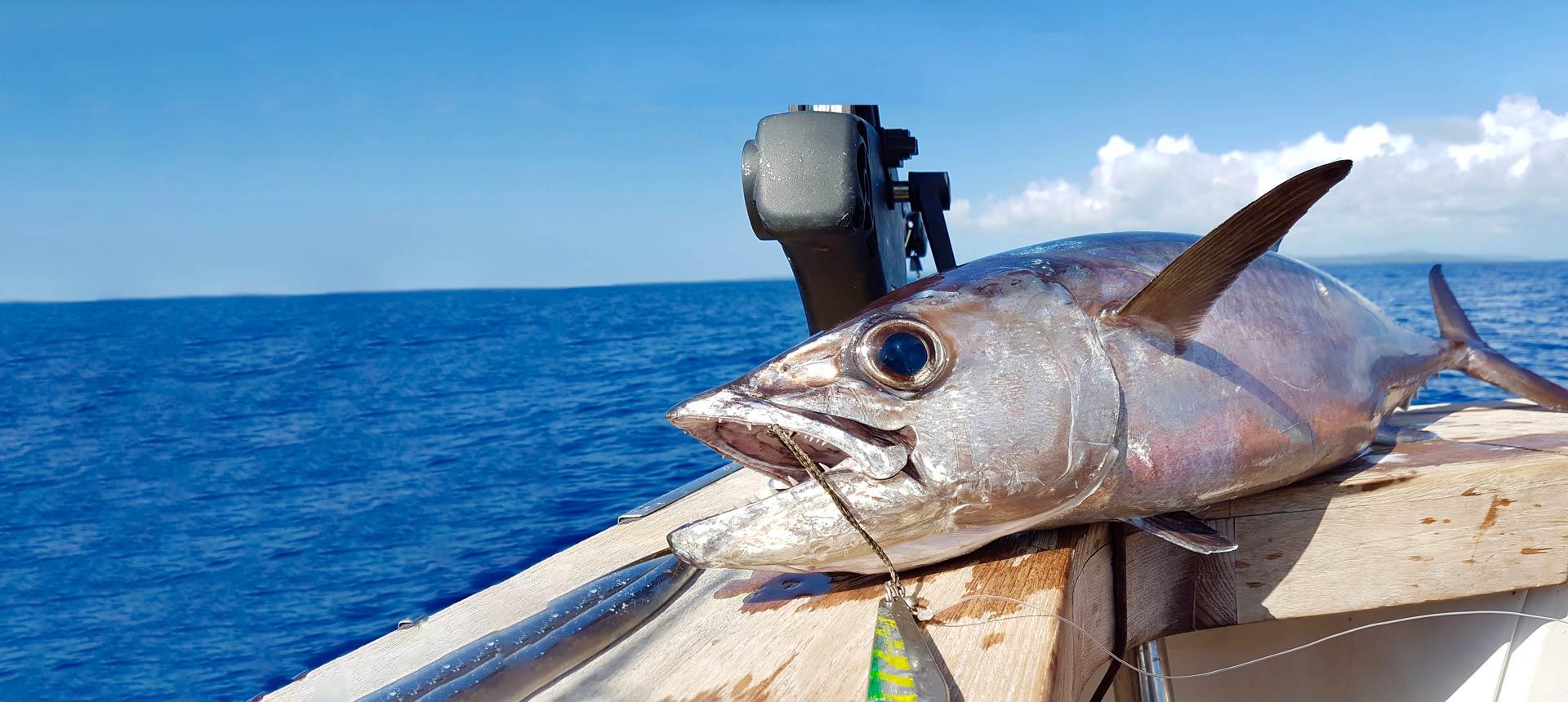 Tuna (Dogtooth) Fishing in Samoa - FishingBooker