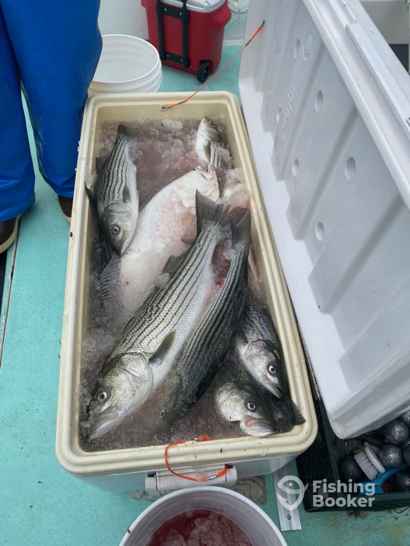 Make lemonade out of lemons! - San Francisco Fishing Report - FishingBooker