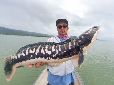 3 Days Wild Snakehead Fishing With Japan - Bangkok Fishing Report ...