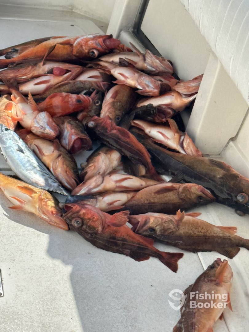 Spitfire Sport Fishing 2 (Los Angeles) - Updated 2022 Prices ...