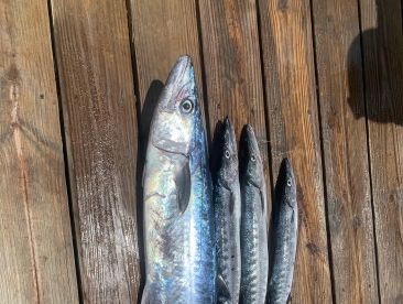 Half Day Trip with Captain Leroy - Review of Mystic Amara Fishing ...