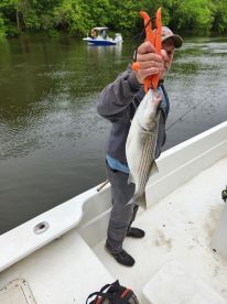 Welton striper fishing - Review of Weldon Striper Fishing, Weldon, NC ...