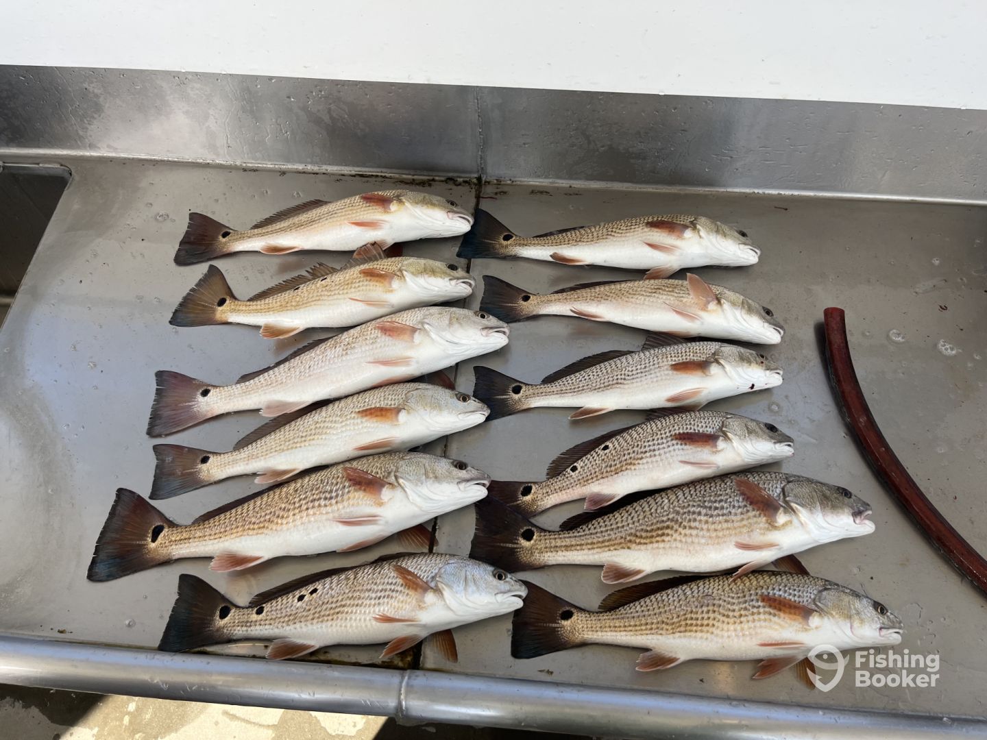 Fishing with Zach - Review of Capt. Zach's Charters, Savannah, GA ...