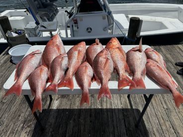 Alpha Fishing Charters - Updated 2024 Prices